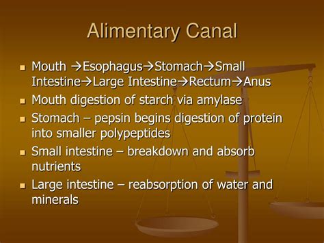 Ppt Digestive System Powerpoint Presentation Free Download Id 1744176