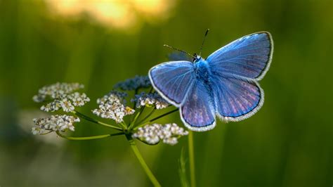 What Is Biomimicry — Georgia Interfaith Power And Light