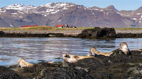 Ytri Tunga Beach Seal Colony Iceland Travel Guide