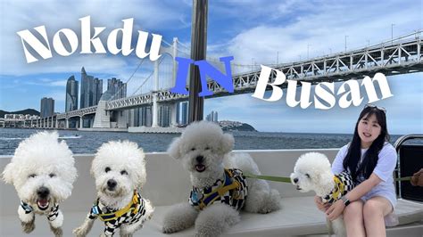 강아지 여행 Vlog 부산 싸나이 아이가 요트 투어 맛집 바다 셀프 목욕샵 애견동반 브이로그 일상 반려견동반 해운대 광안리