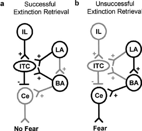 Model For Neural Correlates Of Individual Variability In Fear