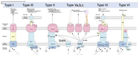 Lecture 4 Flashcards Quizlet Lecture 4 Flashcards Quizlet