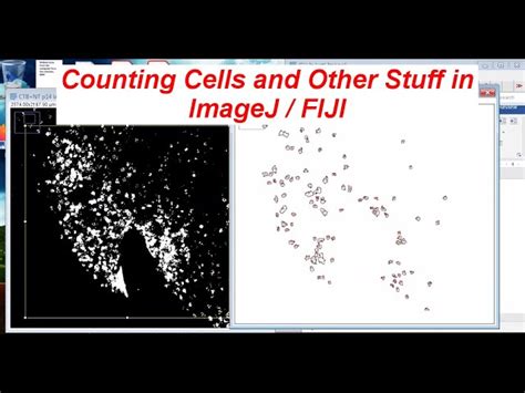 Imagej Tutorial Manual Cell Counting Using Multi Point A Systematic