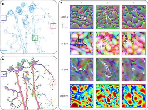 Local Shape Descriptors For Neuron Segmentation Abstract Europe Pmc