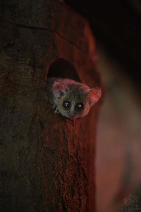 Itll Just Make You Dizzy By Mouselemur On Deviantart