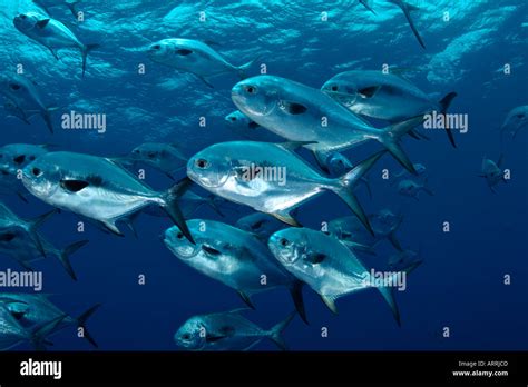 Nr1521d Permit Trachinotus Falcatus Belize Caribbean Sea Photo