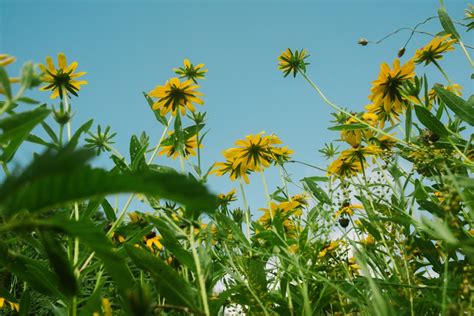 Çevreyi Korumak İçin Neler Yapabiliriz