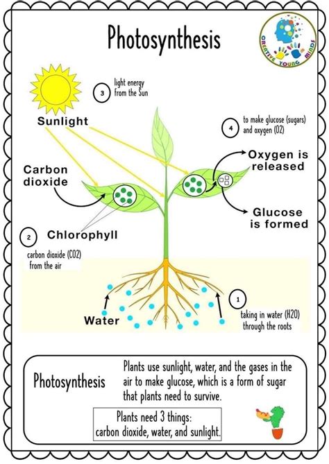 Pinterest In 2025 Photosynthesis Worksheet Biology Lessons Earth