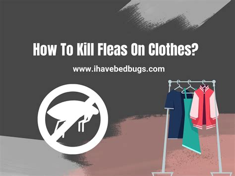 How To Kill Fleas On Clothes Everything You Need To Know