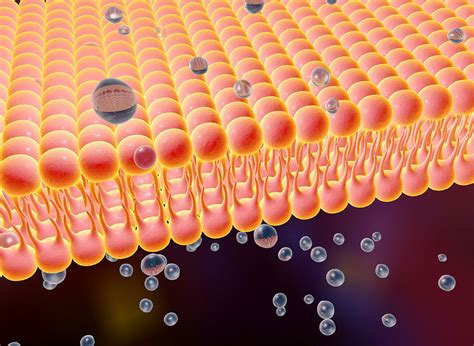 Fast Facts About The Cell Membrane Britannica