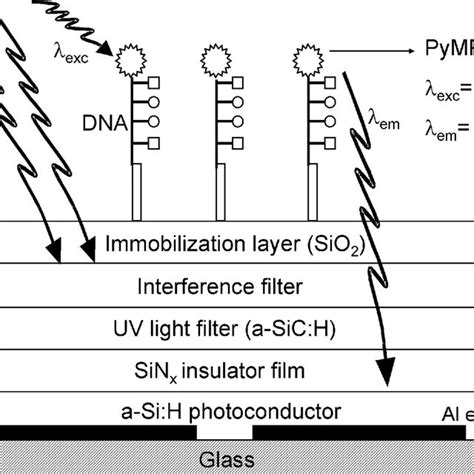 Normalized Spectral Response Of The Photodetector In Its Initial State