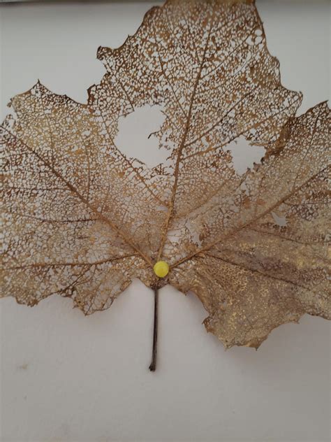 A Half Decayed Leaf Rmildlyinteresting