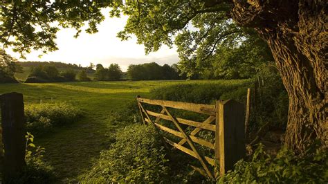 Старый забор в поле Основной цвет обоев Тёмный желтовато зелёный