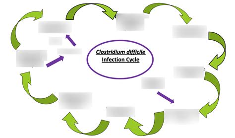 Diagram Of Clostridium Difficile Infection Cycle Quizlet