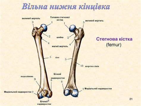 Скелет кінцівок презентация онлайн