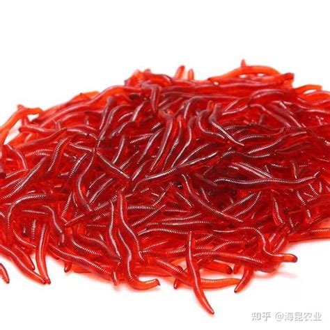 关于红虫的简单介绍 知乎