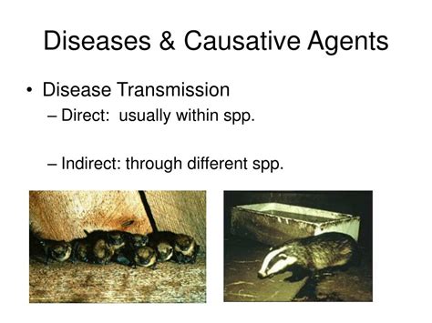 Ppt Diseases And Causative Agents Powerpoint Presentation Free