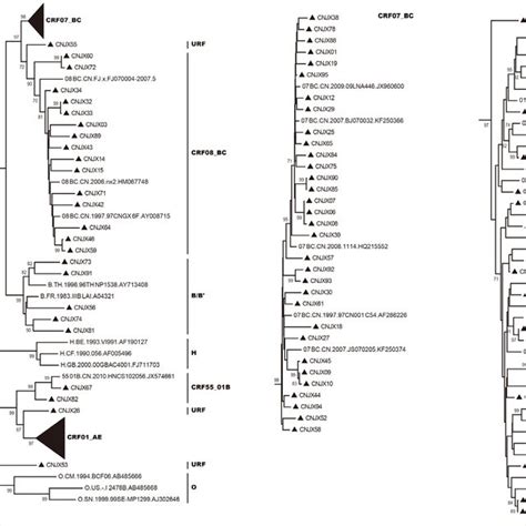 Phylogenetic Trees Of Hiv 1 Pol Genes Were Constructed Using Mega 5 Download Scientific Diagram