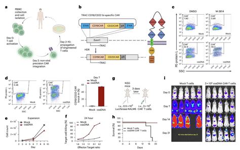 News Circular Single Stranded Dna Enables Efficient Non Viral Immune