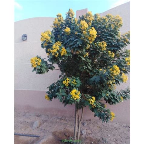 بذور شجرة كاسيا جلوكا Cassia Glauca