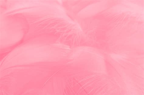 흰색 배경에 아름 다운 추상 화려한 흰색과 분홍색 깃털 과 부드러운 흰색 빨간 깃털 질감 핑크 패턴 핑크 배경 검은색에 대한 스톡 사진 및 기타 이미지 Istock
