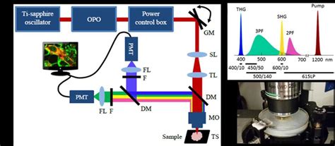 Hhg Microscopy For Breast Tissue Imaging A Multi Photon Microscope Download Scientific