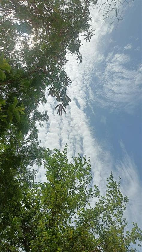 Nature And Clauds Image Tree Clouds Stock Photo Image Of Tree Clouds 323029340