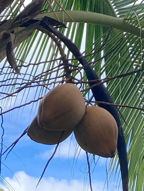 The Infamous Faichuk Islands Paradises