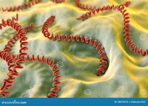 Leptospira Bacteria Which Cause Leptospirosis Royalty Free