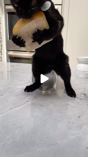 Sparkles First Interaction With Trader Joes Ciabatta