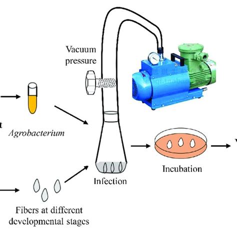 Schematic Procedures For Agrobacterium Mediated Transient