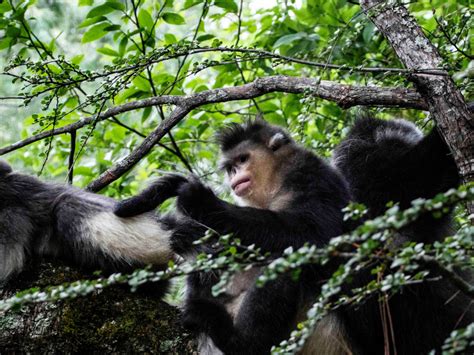 About Iucn Ssc Psg Section On Human Primate Interactions