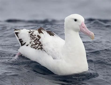 22 Types Of Albatross Species Facts And Photos