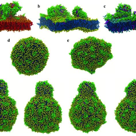 50 Ms Structures Of Cg A Dppc B Popc And C Popepopg Lipid