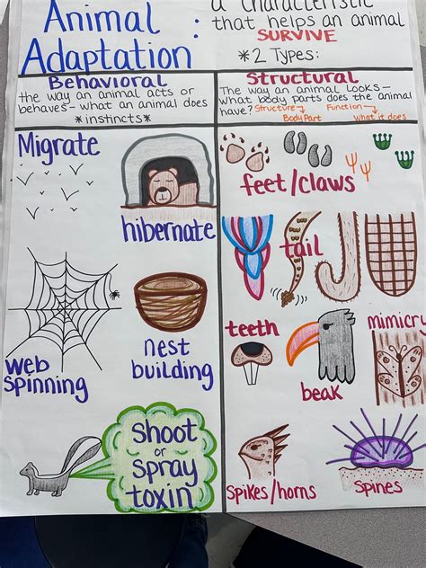 Animal Adaptations Anchor Chart For Elementary Middle And High School