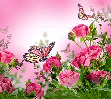 Butterfly Desktop Wallpapers Top Free Butterfly Desktop Backgrounds
