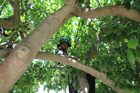 What Does A Tree Surgeon Do And When To Hire