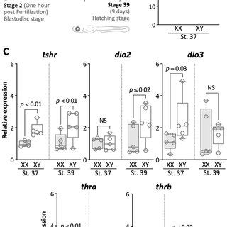Early Activation Of Thyroid Hormones And Sex Differentiationrelated Download Scientific