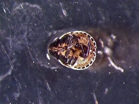 Unknown Bug Bugguidenet