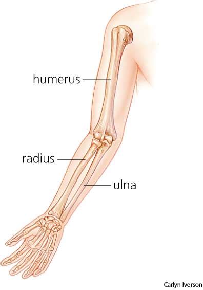 American Heritage Dictionary Entry Arm