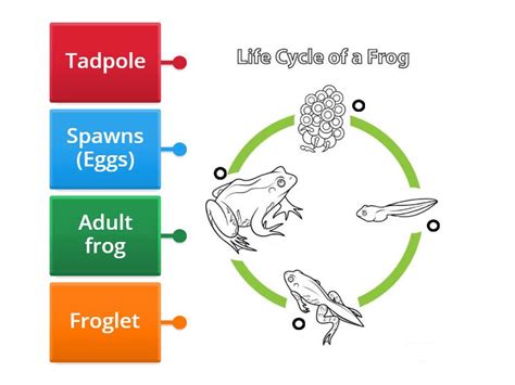 Frog Life Cycle Labelled Diagram