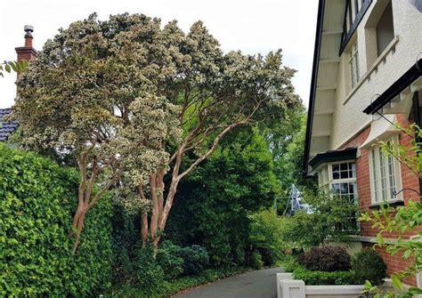 Luma Apiculata Chilean Myrtle Easy Big Trees Nz