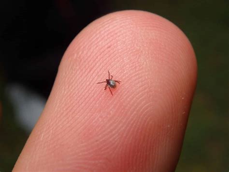 Not Just For The Birds Mites In Human Hairs - How To Pest