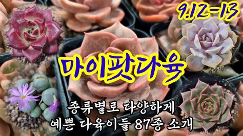 912 13 코노피튬 하월시아부터 예쁜 다육이들 87종을 소개합니다💕😍 Youtube