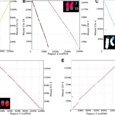 Dot Plots And Corresponding Chromosome Paintings A D Showing