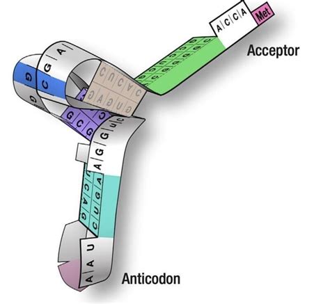 National Human Genome Research Institute Nhgri On Linkedin Did You