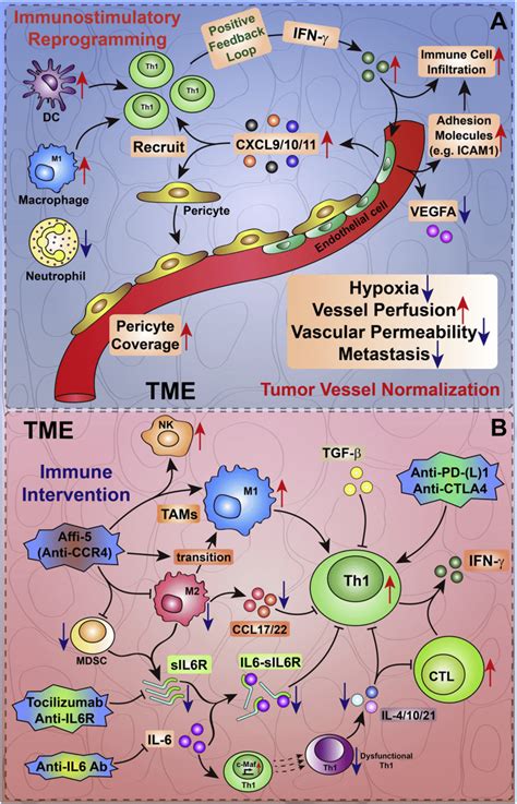The Antitumor Effects Of Th1 Cells Mediated By The Master Antitumor Download Scientific Diagram