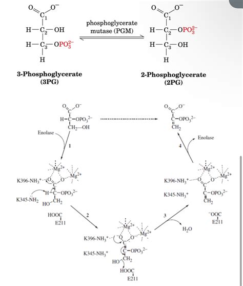 Solved Phosphoglycerate Mutase Catalyzes The Isomerization