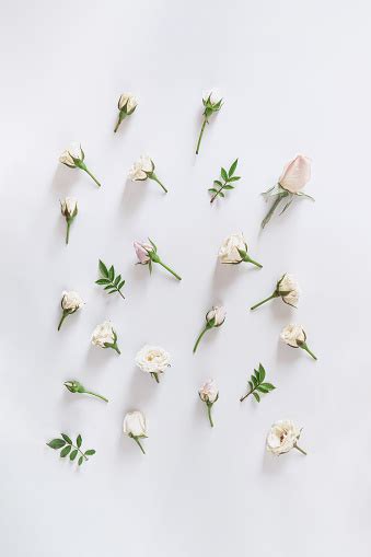 흰색 배경에 아름다운 장미 싹으로 만든 여름 꽃 무늬 자연 개념 최소한의 스타일 맨 위 보기입니다 플랫 레이 개념에 대한 스톡 사진 및 기타 이미지 Istock