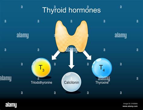 Thyroid Hormones Calcitonin